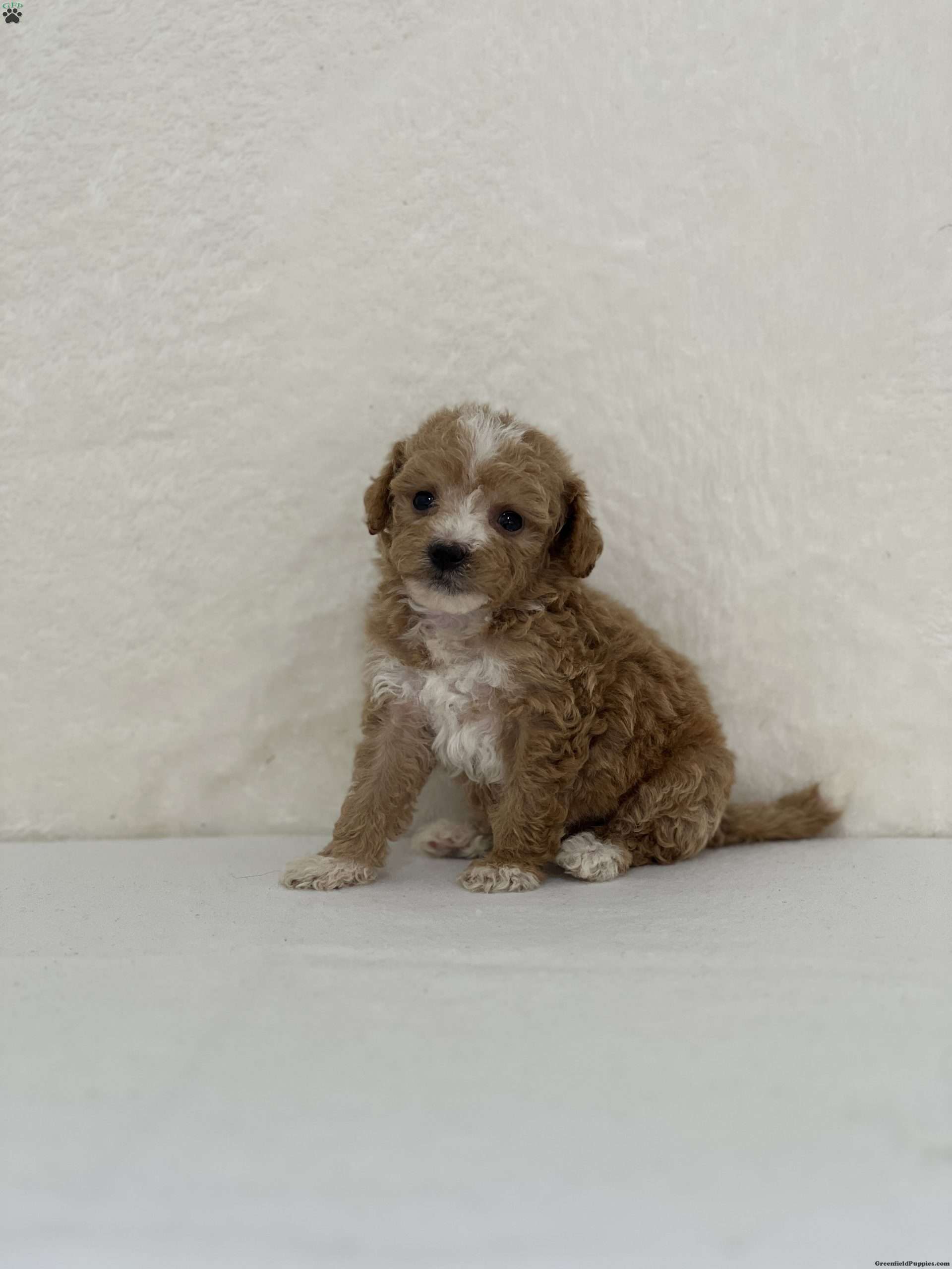 Papillon Toy Poodle Mix