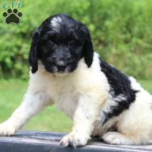 Springerdoodle Puppies for Sale | Greenfield Puppies