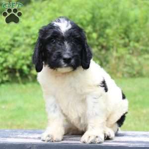 Springerdoodle Puppies for Sale | Greenfield Puppies
