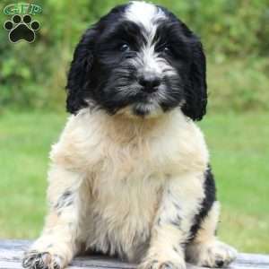 Springerdoodle Puppies for Sale | Greenfield Puppies
