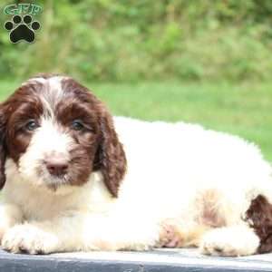 Springerdoodle Puppies for Sale | Greenfield Puppies