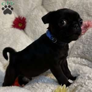 Pug Puppies For Sale | Greenfield Puppies