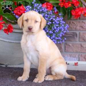 Yellow Labrador Retriever Puppies For Sale | Greenfield Puppies