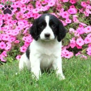 English Springer Spaniel Puppies for Sale | Greenfield Puppies