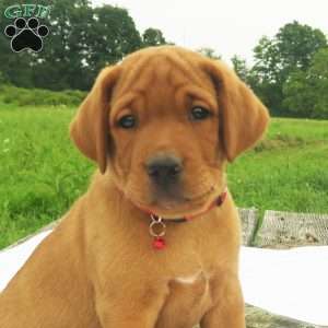 Fox Red Labrador Retriever Puppies for Sale - Greenfield Puppies