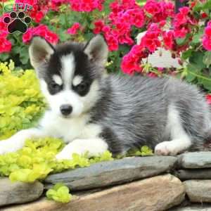 Pomsky Puppies For Sale - Greenfield Puppies