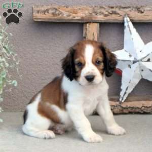 English Springer Spaniel Puppies for Sale | Greenfield Puppies