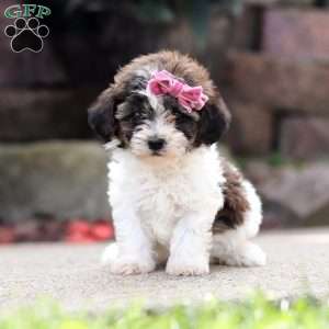 Havapoo Puppies For Sale - Greenfield Puppies