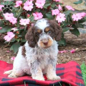 Cockapoo Puppies for Sale - Greenfield Puppies
