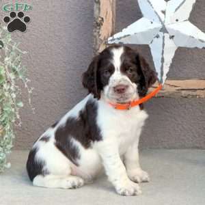 English Springer Spaniel Puppies for Sale | Greenfield Puppies