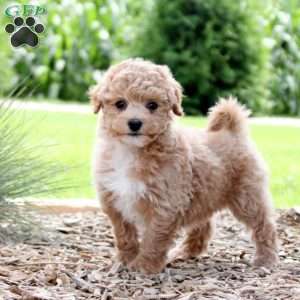 Bich-poo Puppies For Sale - Greenfield Puppies
