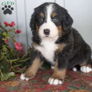 Ada Yoder - Greenfield Puppies