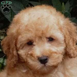 Ben Speicher-Dog Breeder