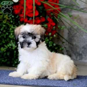 Teddy Bear Puppies for Sale - Greenfield Puppies