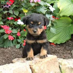 Rottweiler Puppies For Sale | Greenfield Puppies