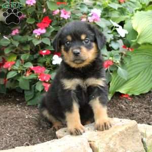 Rottweiler Puppies For Sale | Greenfield Puppies