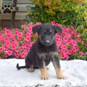German Shepherd Puppies For Sale - Greenfield Puppies