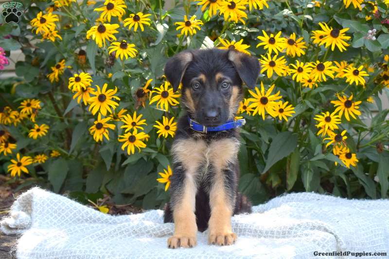 Tan German Shepherd Lab Mix