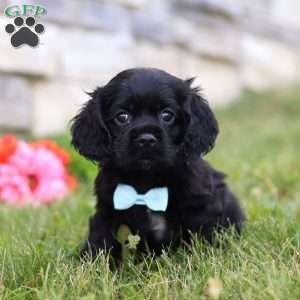 Cocker Spaniel Puppies For Sale | Greenfield Puppies