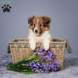 Sheltie Puppies For Sale | Greenfield Puppies