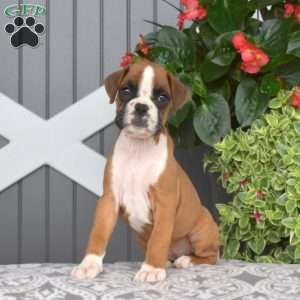 Boxer Puppies For Sale - Greenfield Puppies