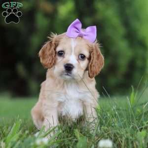 Cocker Spaniel Puppies For Sale | Greenfield Puppies