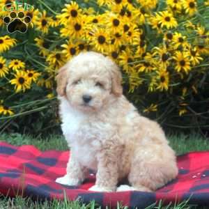 Toy Poodle Mix Puppies For Sale | Greenfield Puppies