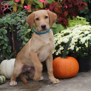 Fox Red Labrador Retriever Puppies for Sale - Greenfield Puppies