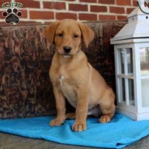 Fox Red Labrador Retriever Puppies for Sale - Greenfield Puppies