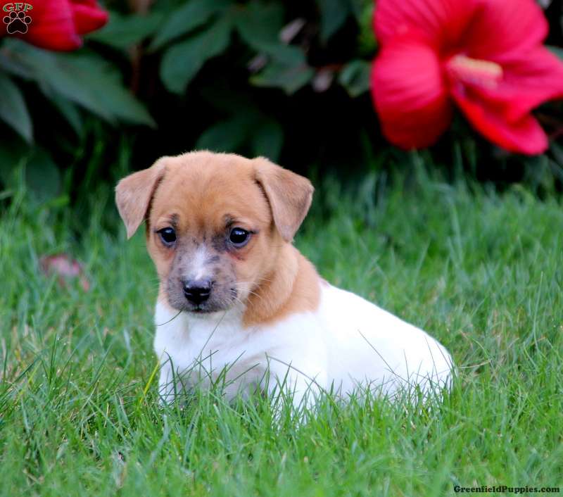 Miniature Pinscher Jack Russell Mix Puppies For Sale at Katherine ...