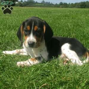 Beagle Mix Puppies For Sale | Greenfield Puppies