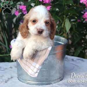 Cocker Spaniel Puppies For Sale | Greenfield Puppies