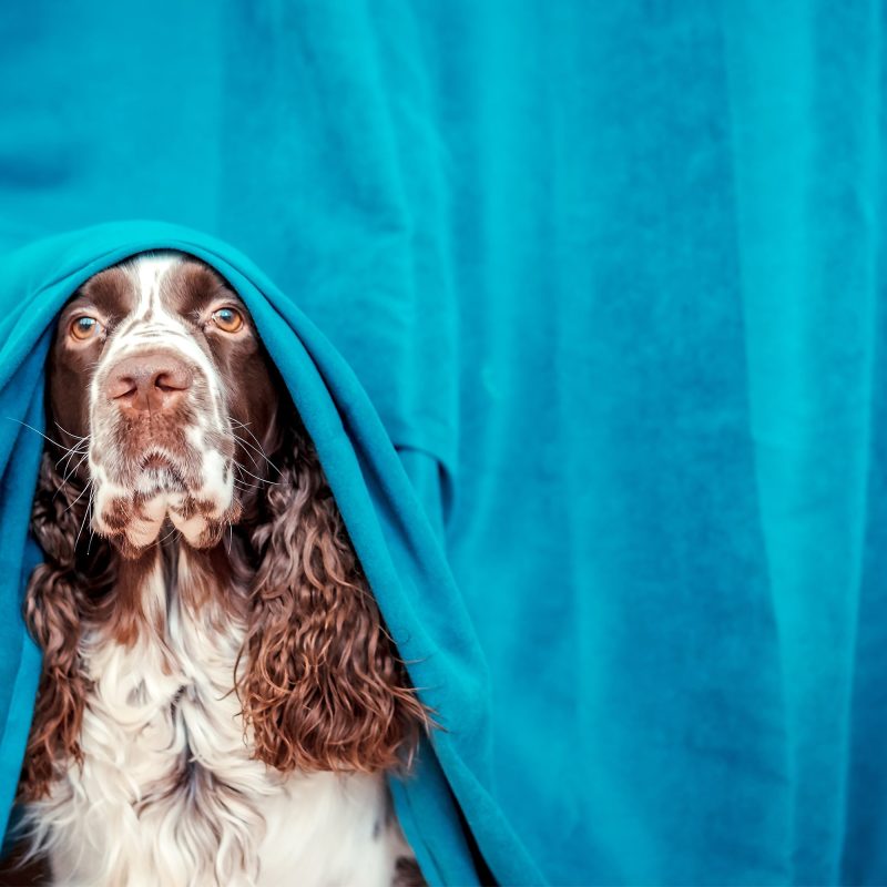 What to Know About Dog Trancing - Greenfield Puppies