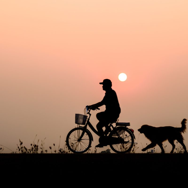 5 Tips For Biking With Your Dog - Greenfield Puppies