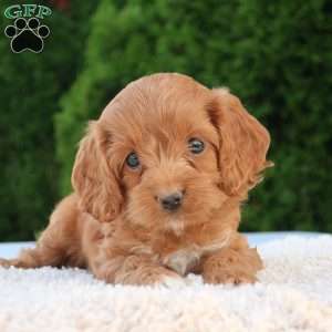 Cockapoo Puppies for Sale - Greenfield Puppies