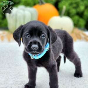 Black Labrador Retriever Puppies For Sale - Greenfield Puppies