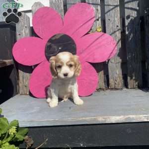 Cockalier Puppies For Sale | Greenfield Puppies