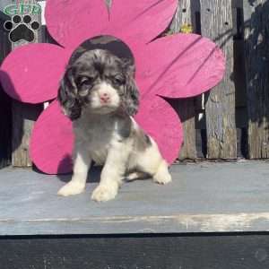 Cockalier Puppies For Sale | Greenfield Puppies