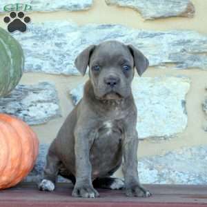 Cane Corso Puppies For Sale | Greenfield Puppies