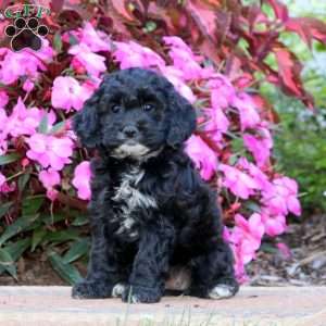 Cockapoo Puppies for Sale - Greenfield Puppies