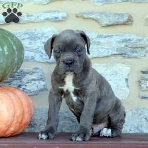 Cane Corso Puppies For Sale | Greenfield Puppies