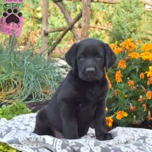 Black Labrador Retriever Puppies For Sale - Greenfield Puppies