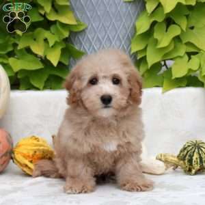 Bich-poo Puppies For Sale - Greenfield Puppies