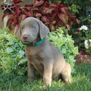 Silver Labrador Retriever Puppies For Sale - Greenfield Puppies