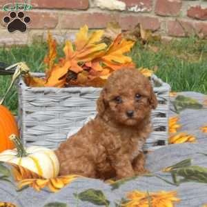 Miniature Poodle Mix Puppies For Sale | Greenfield Puppies