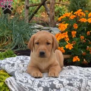 Fox Red Labrador Retriever Puppies for Sale - Greenfield Puppies