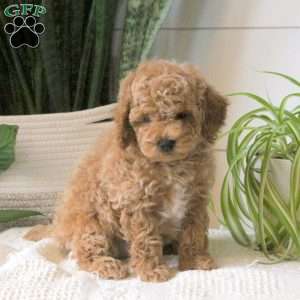 Bich-poo Puppies For Sale - Greenfield Puppies