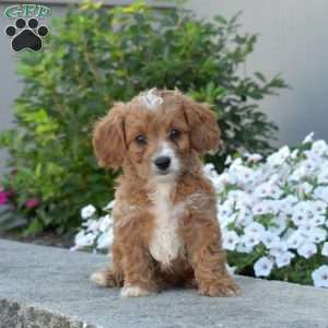 Forever Puppy