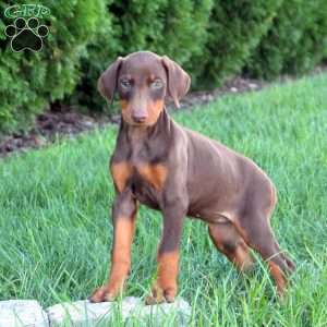 Doberman Pinscher Puppies For Sale | Greenfield Puppies