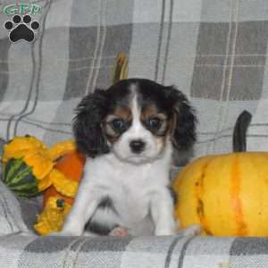 Cavalier King Charles Spaniel Puppies for Sale
